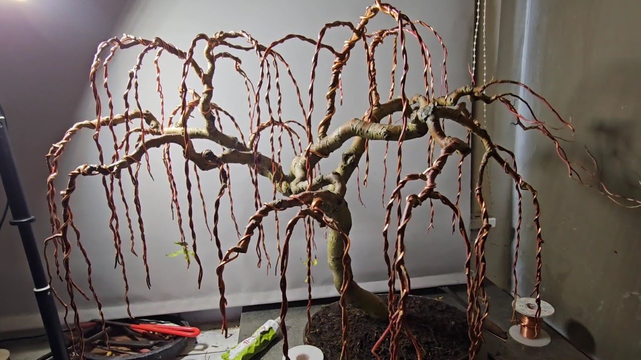 Weeping Willow Bonsai Tree Transformation using Wires - YouTube