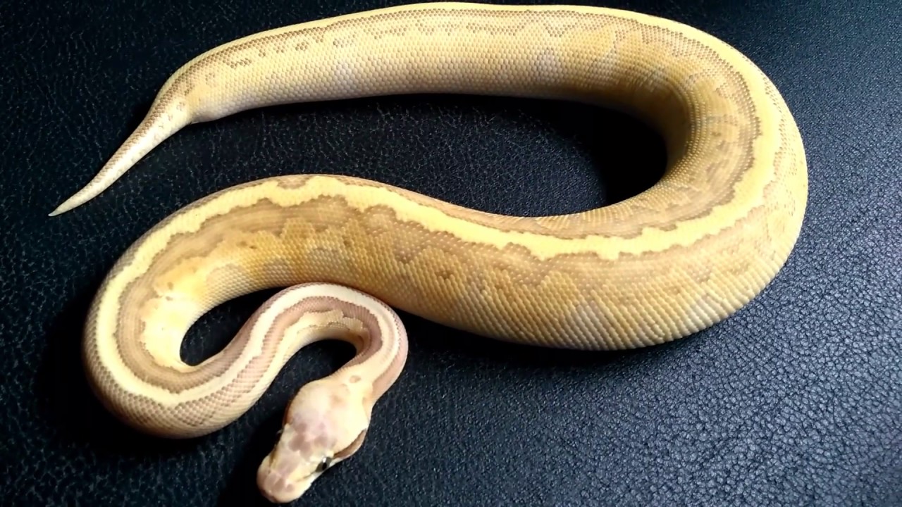 Super Emperor Kingpin Ball Python - YouTube