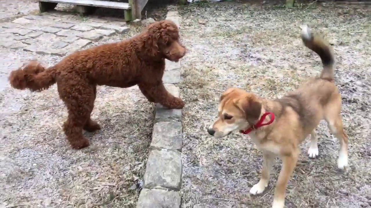 The Way Dogs Play - YouTube