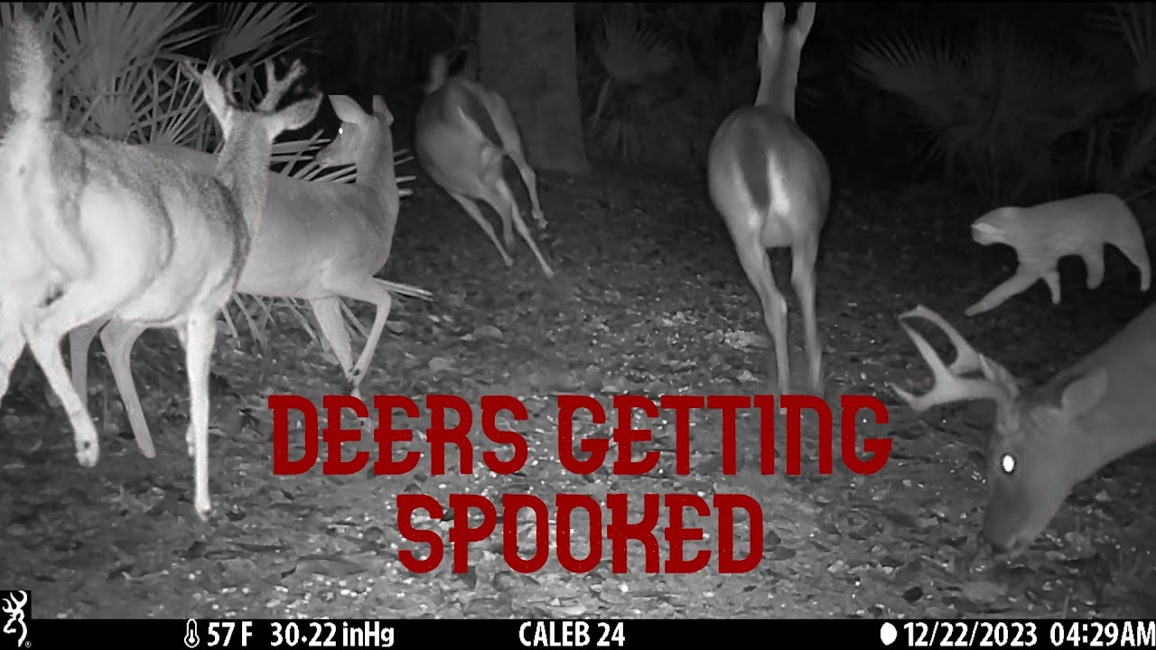 Deer getting spooked Compilation- Florida Trail Cams - YouTube