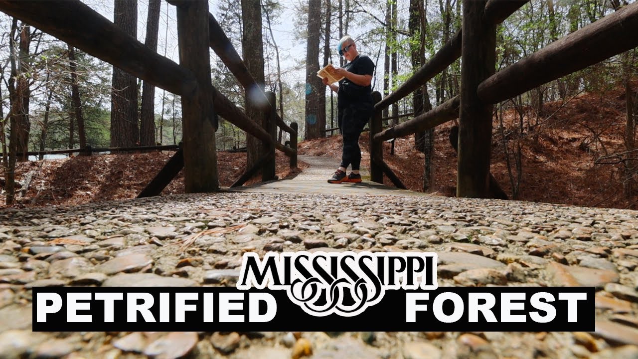 Mississippi Petrified Forest | Inexpensive Hidden Treasure In The ...