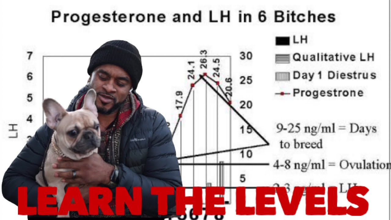 What Should A Dog Progesterone Level Be To Breed Updated September what-should-a-dog-progesterone-level-be-to-breed-updated-september