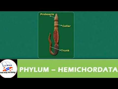 Animal Kingdom part - 11 Phylum - Hemichordata - YouTube