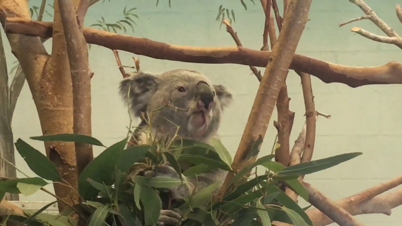 Koalas can jump! - YouTube