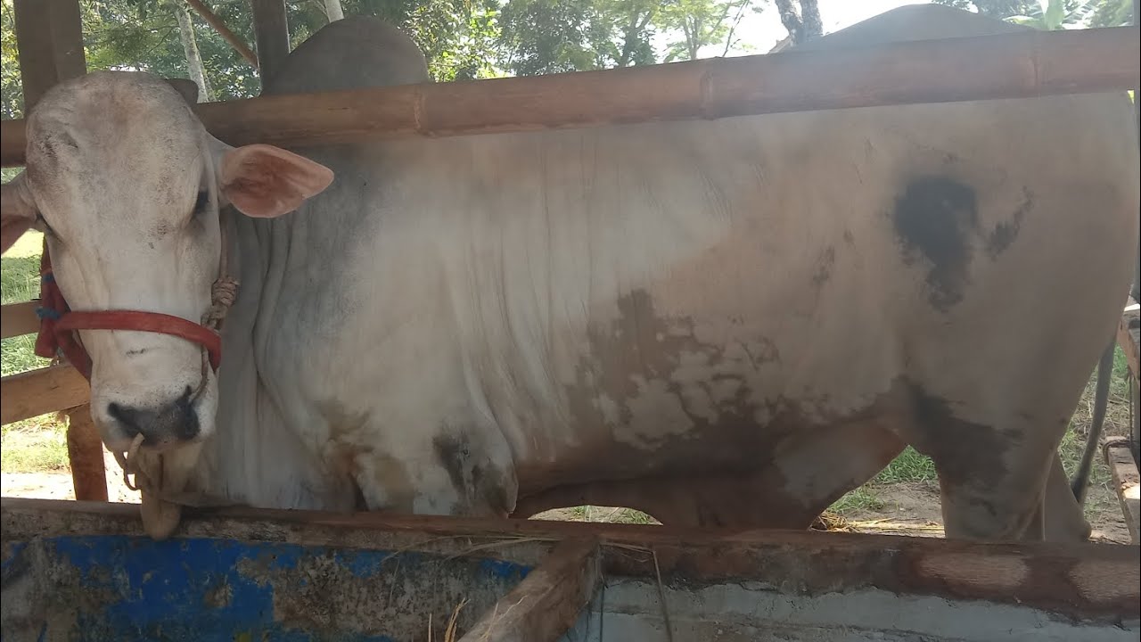 DUA SAPI JANTAN PO PERANAKAN ONGOLE KEBUMEN ‼️ - YouTube