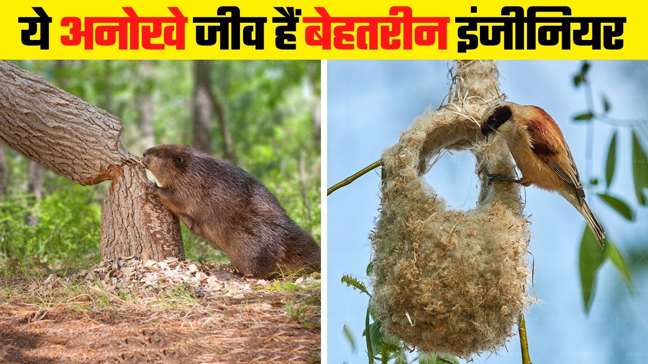 इन जीवों के आगे बड़े-बड़े इंजीनियर भी फ़ैल हैं | These Creatures Are ...