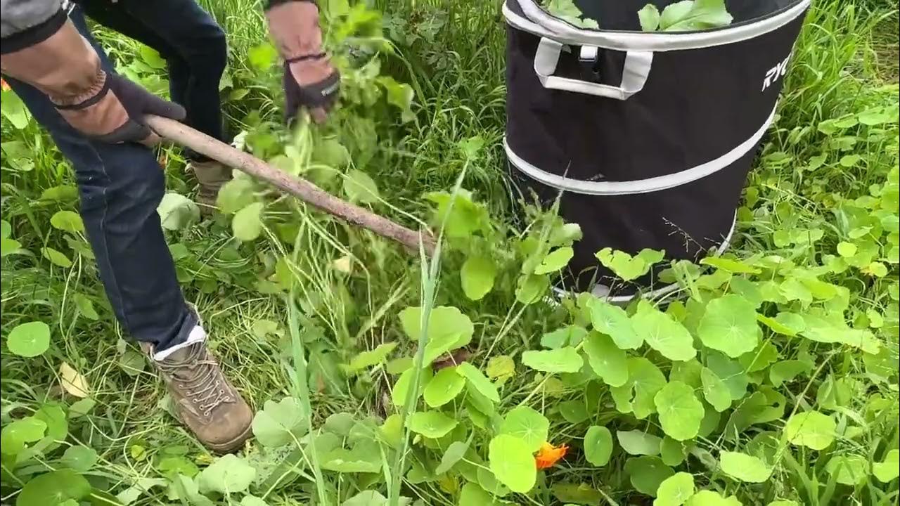 Giant Weeds In Backyard Youtube