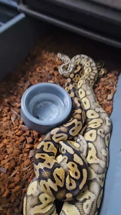 Beautiful Ball Pythons Chilling!😎 ️#shorts - YouTube