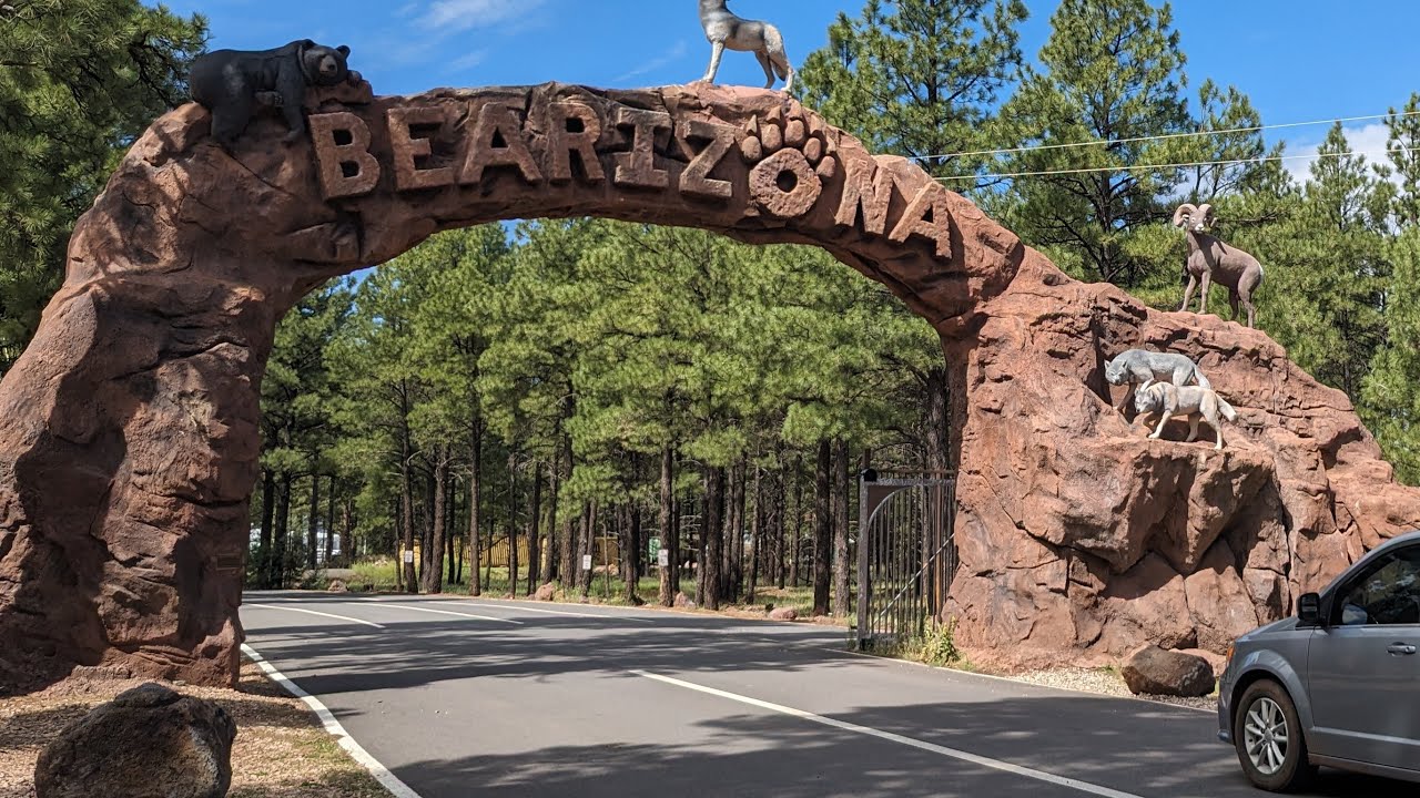 LIVE: 8/17/23 BEARIZONA Drive-Thru Wildlife Park - YouTube