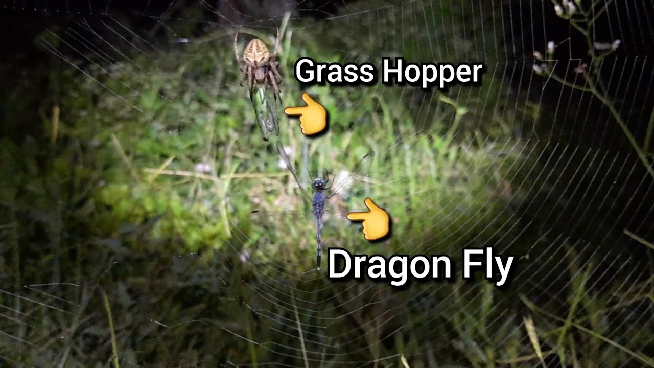 Solo Spider Hunting Part 2 | Mag hanap ng Gagamba sa gilid ng Palayan ...