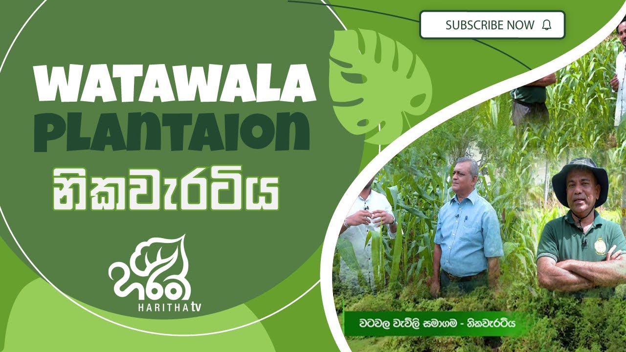 නිකවැරටිය වටවල වැවිලි සමාගම පටිගත කරන ලද සශ්‍රීක වැඩසටහන 👨‍🌾🚜🌾 | සශ් ...
