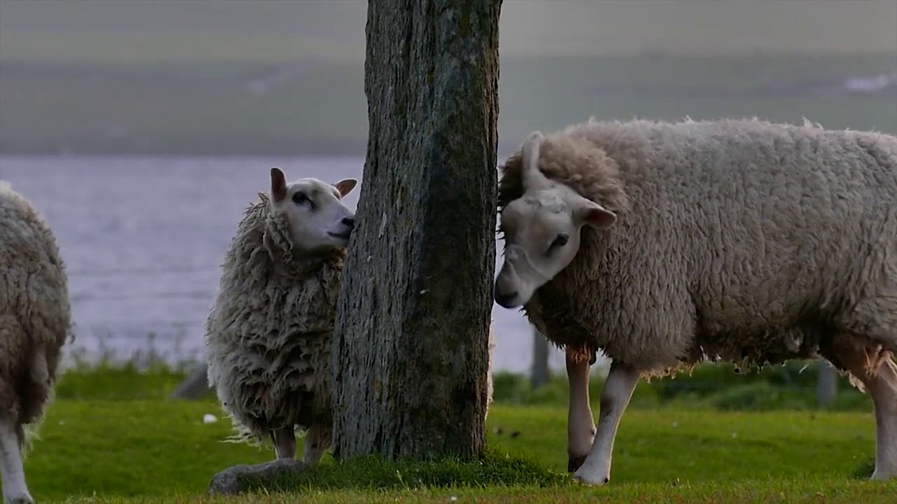 Flock of Sheep Playing and Relaxing - Free Stock Creative Commons Video ...