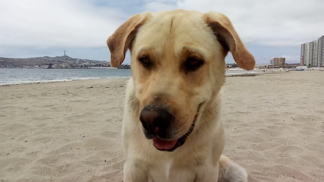 Pastor alemán cachorro jugando con labrador - YouTube