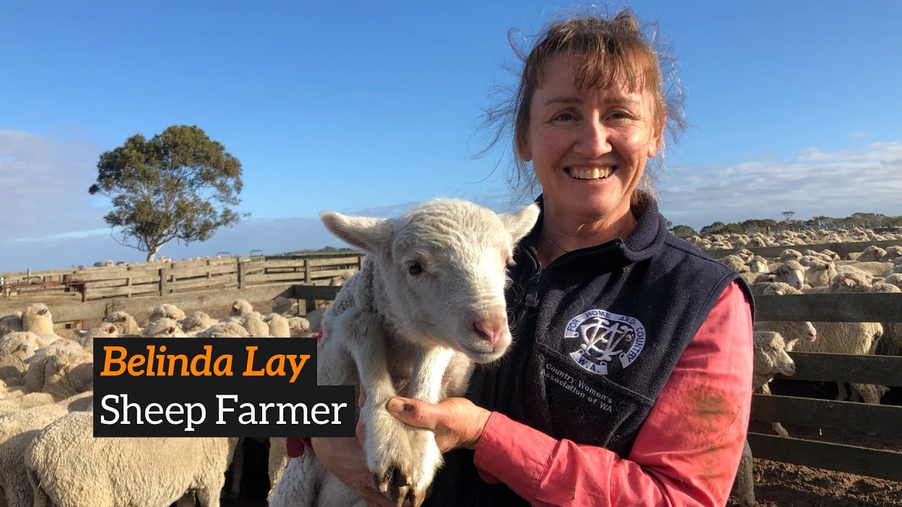 Episode 14: FITBIT FOR SHEEP - Belinda Lay, sheep farmer, Coolindown ...