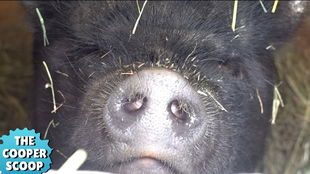 (Tragic Birth) Our Mini Pig Had Her Babies - YouTube