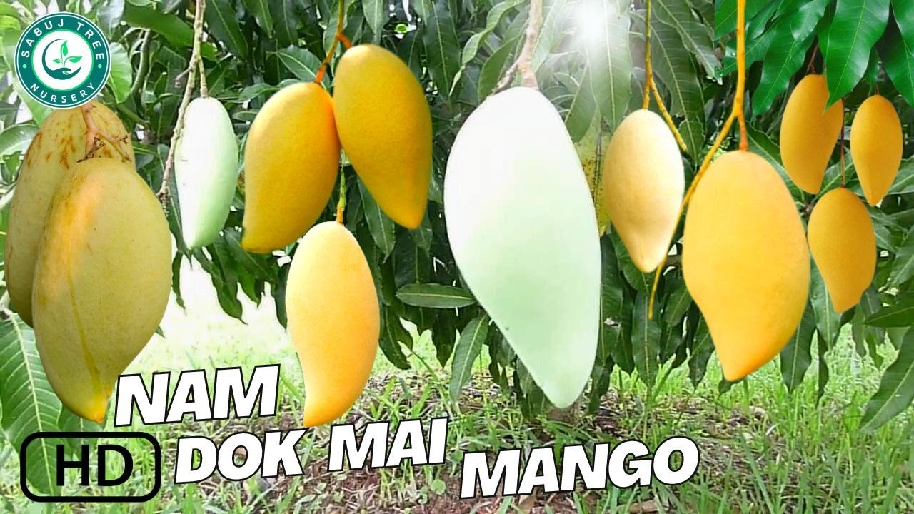 Nam Doc Mai Mango || latest variety mango Plant || 9064492969 ...