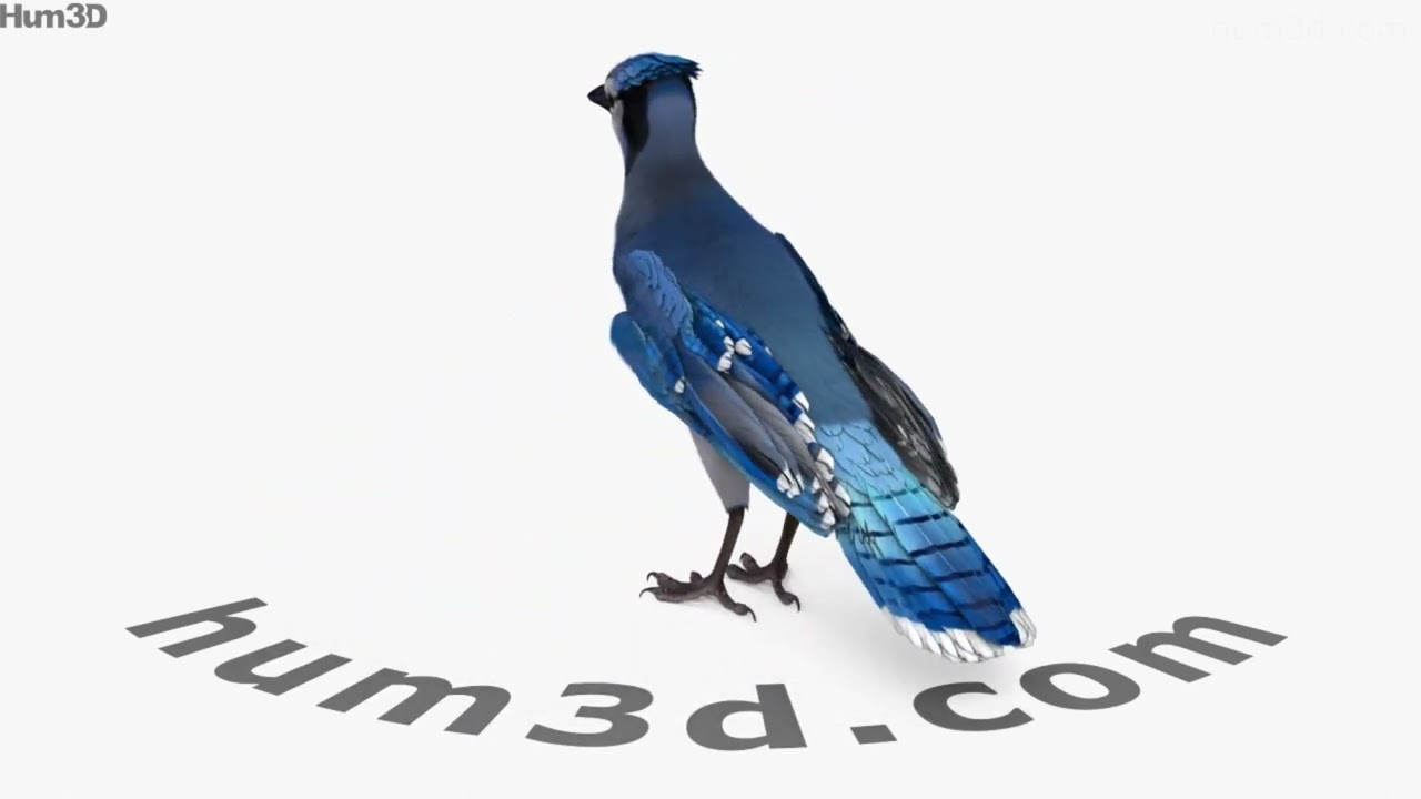 Blue Jay HD 3D model by Hum3D.com - YouTube