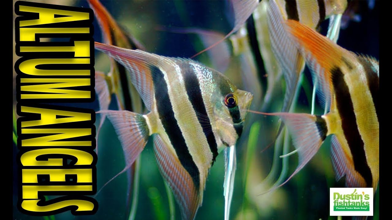 HOW TO KEEP ALTUM ANGELS: Species Sunday - YouTube