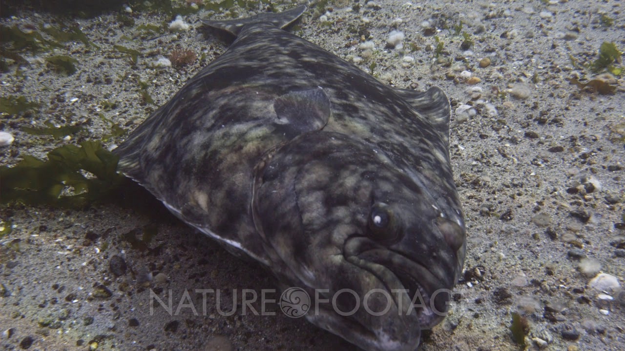 Atlantic Halibut - Female (Hippoglossus Hippoglossus) Rests On Sand ...