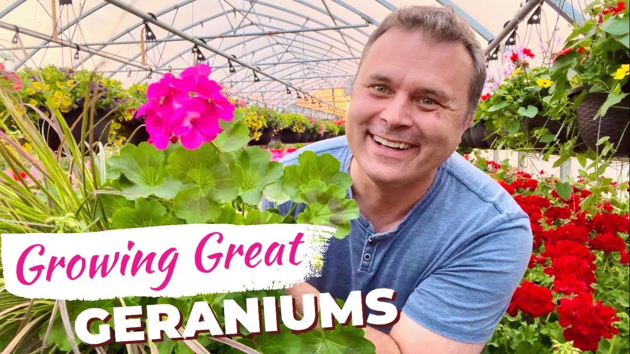 The Easy Way to Grow Great Geraniums - YouTube