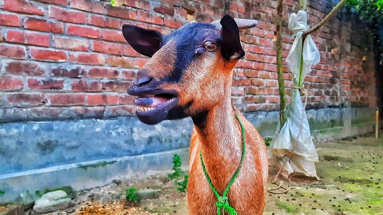 Goat baby sound 2022 | Best goat sound baa baa sounds for kids 2022 ...