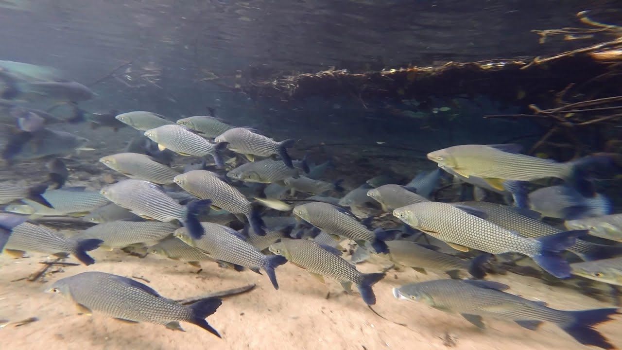 CURIMBA - CURIMBATÁ, PEIXES (PROCHILODUS LINEATUS) STREAKED PROCHILODUS ...