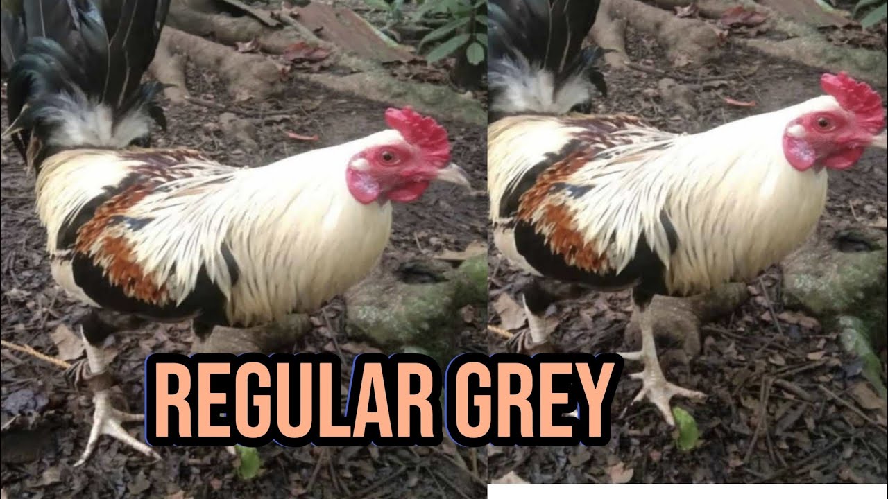 REGULAR GREY | Triple A Minifarm - YouTube
