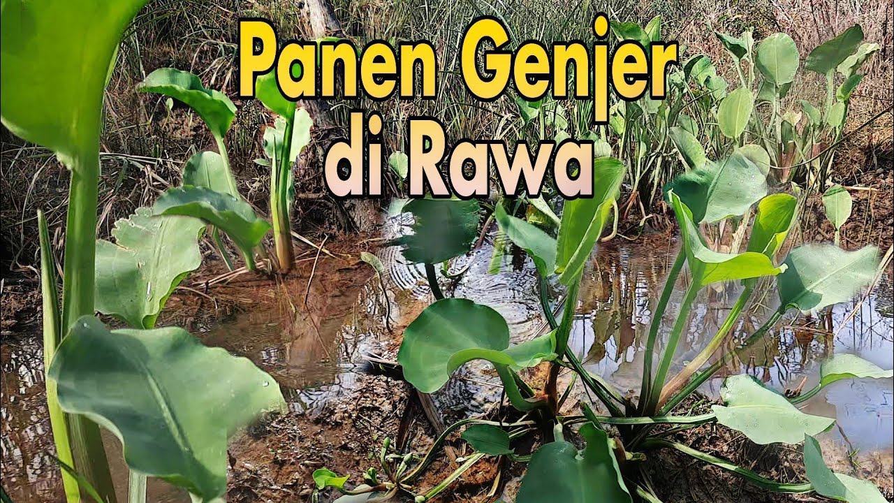 Petik Genjer di Rawa Rawa Hutan - YouTube