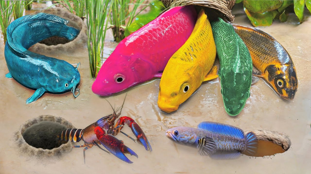 So Amazing Catching Colorful Betta Fish In The River Giant Catfish ...