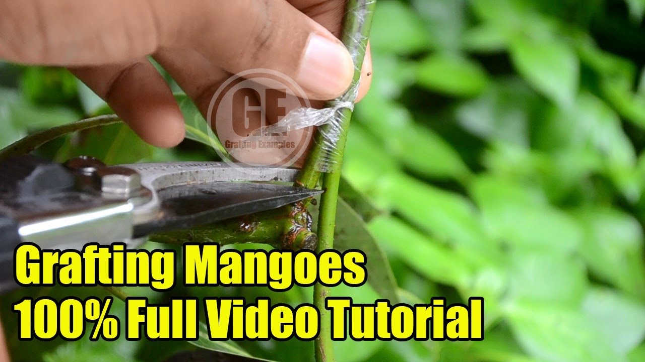 Grafting Mangoes Tree 100% full Tutorial - YouTube