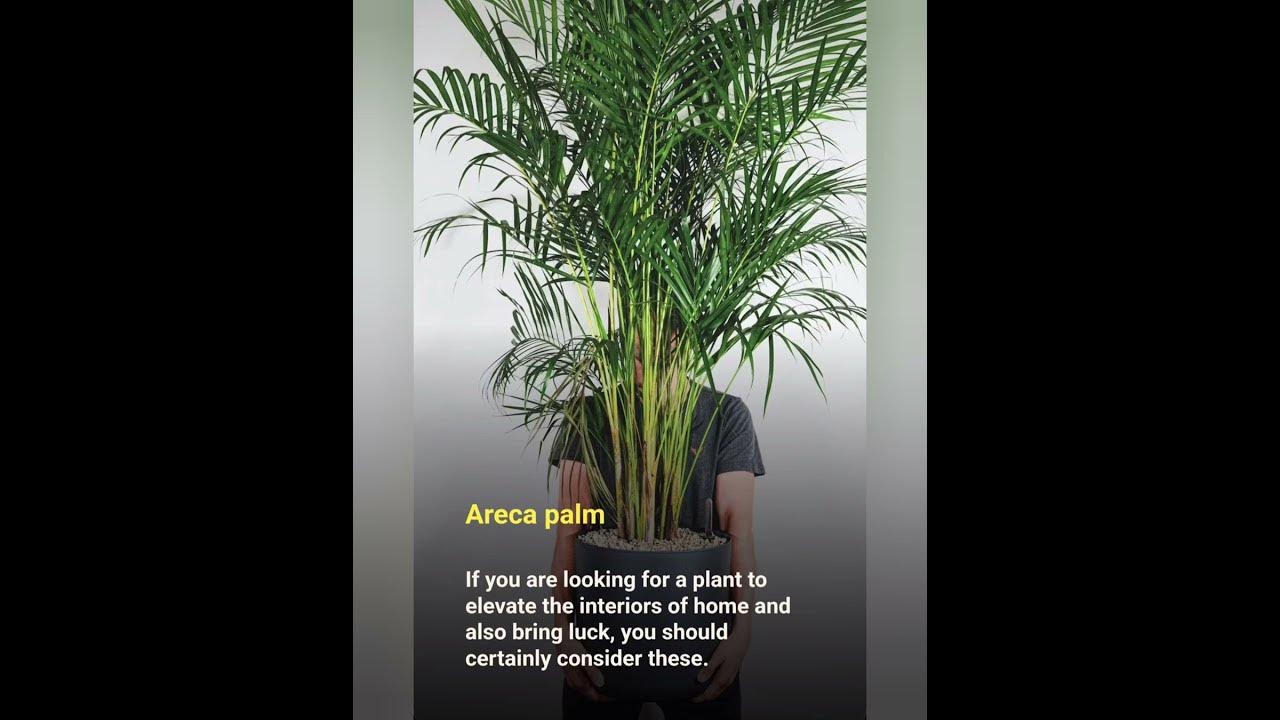 Areca Palm In Hindi YouTube areca-palm-in-hindi-youtube