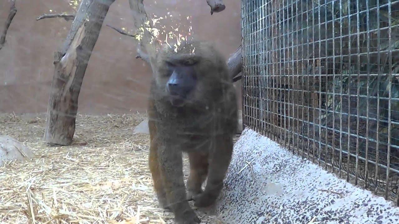Special Documentary of Baboon with hemorrhoids / Tudományos film az ...