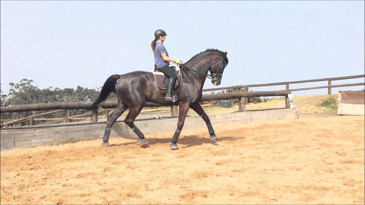 Entrenamiento Royal Reverence - YouTube