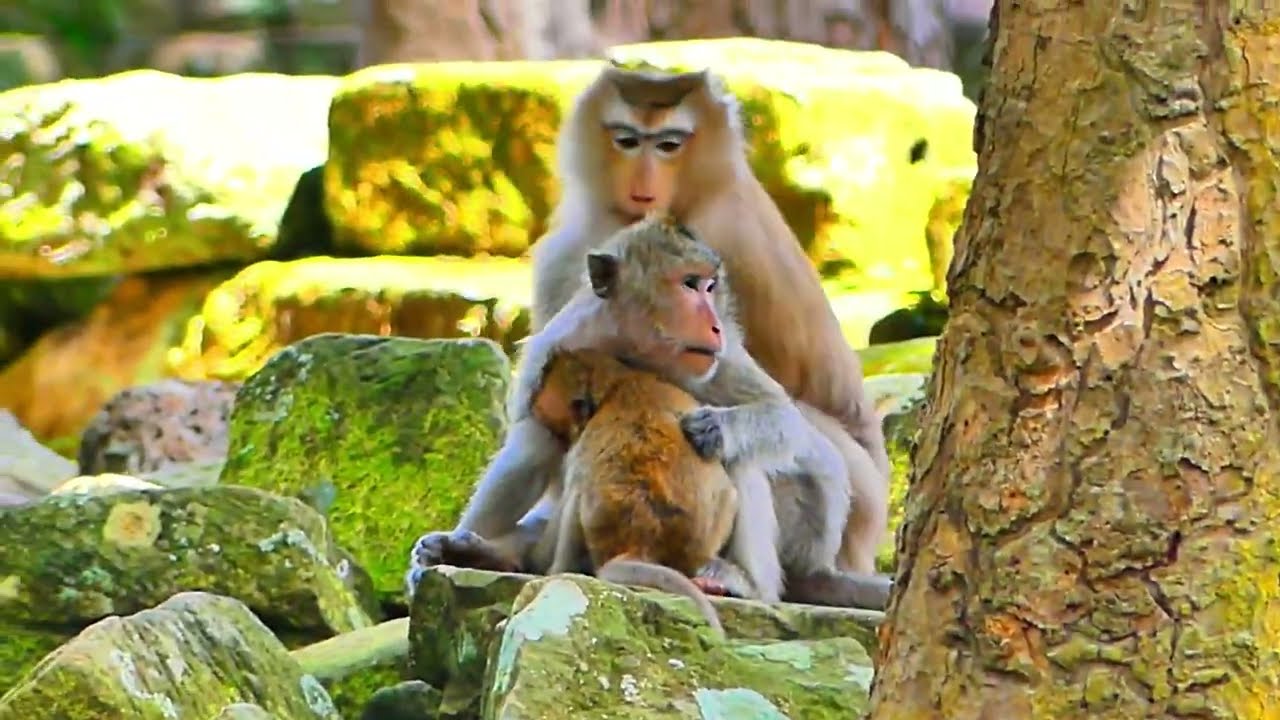 Wow! Mummy Rose Is Talking Too Much To Her Dear Child...! - YouTube