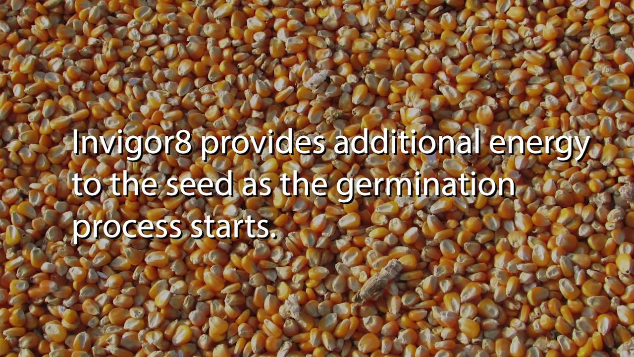 Invigor 8 Seed Treatment For Corn - Genesis AG - YouTube