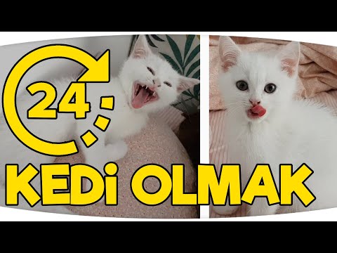 24 SAAT BOYUNCA KEDİ OLARAK YAŞAMAK ?! Fenomen Tv