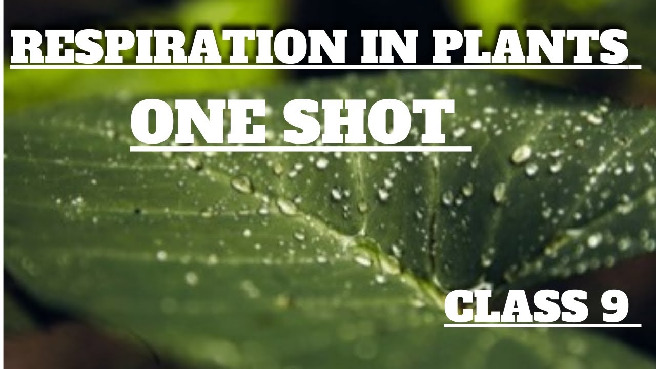 Respiration in Plants Explained | One Shot | Class 9 Biology Chapter 7 ...