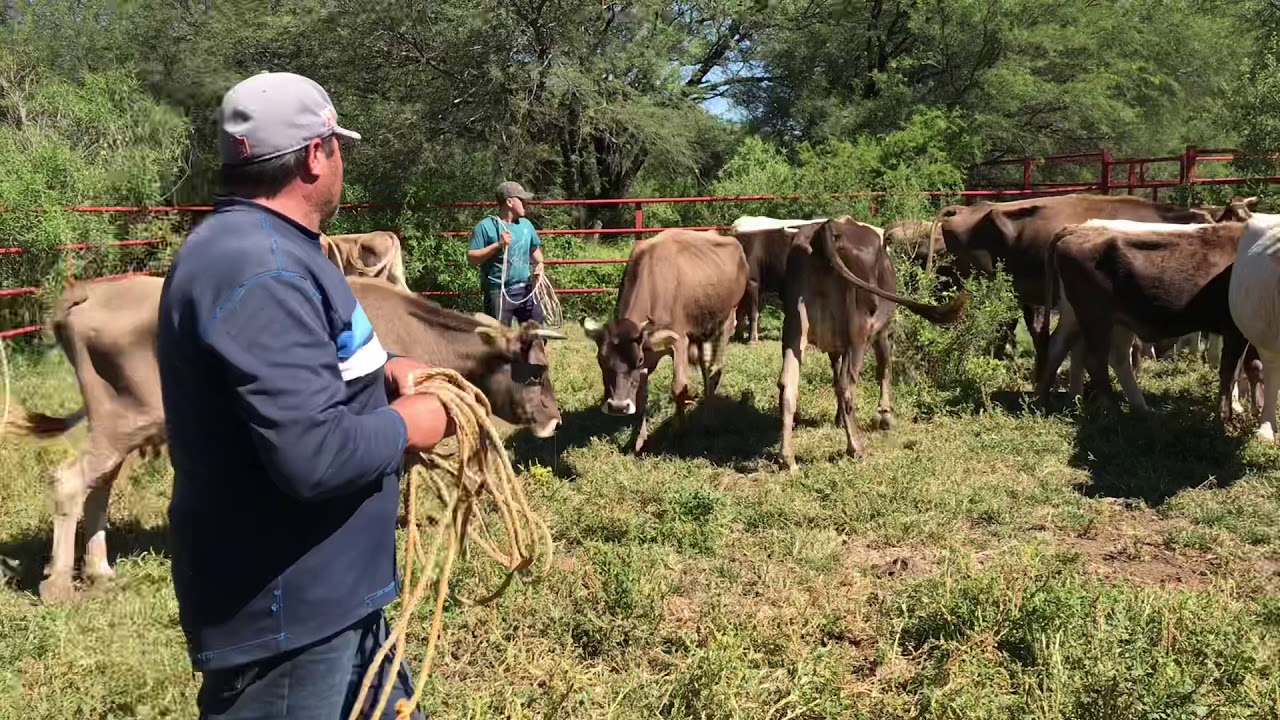 Herrando El Ganado - YouTube