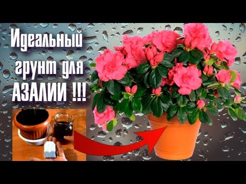 ПЕРЕСАДКА АЗАЛИИ С УМОМ. ЧТО Я ДОБАВЛЯЮ  В ПОЧВУ ?