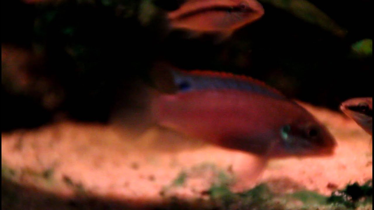 Enigmatochromis lucanusi female - YouTube