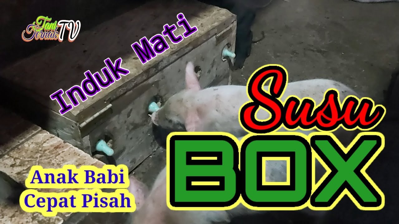 Penting Bagi Pemula, Cara Membuat Box Susu Untuk Anak Babi Cepat Pisah ...