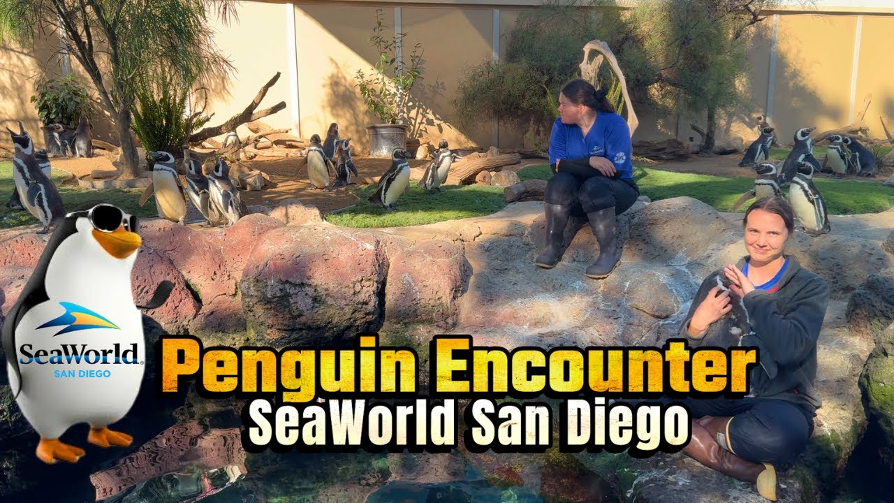 Penguin Encounter! SeaWorld San Diego, CA [4K] - YouTube