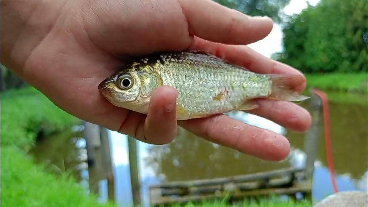 Łowienie na moim stawie(niespodziewana ryba) - YouTube