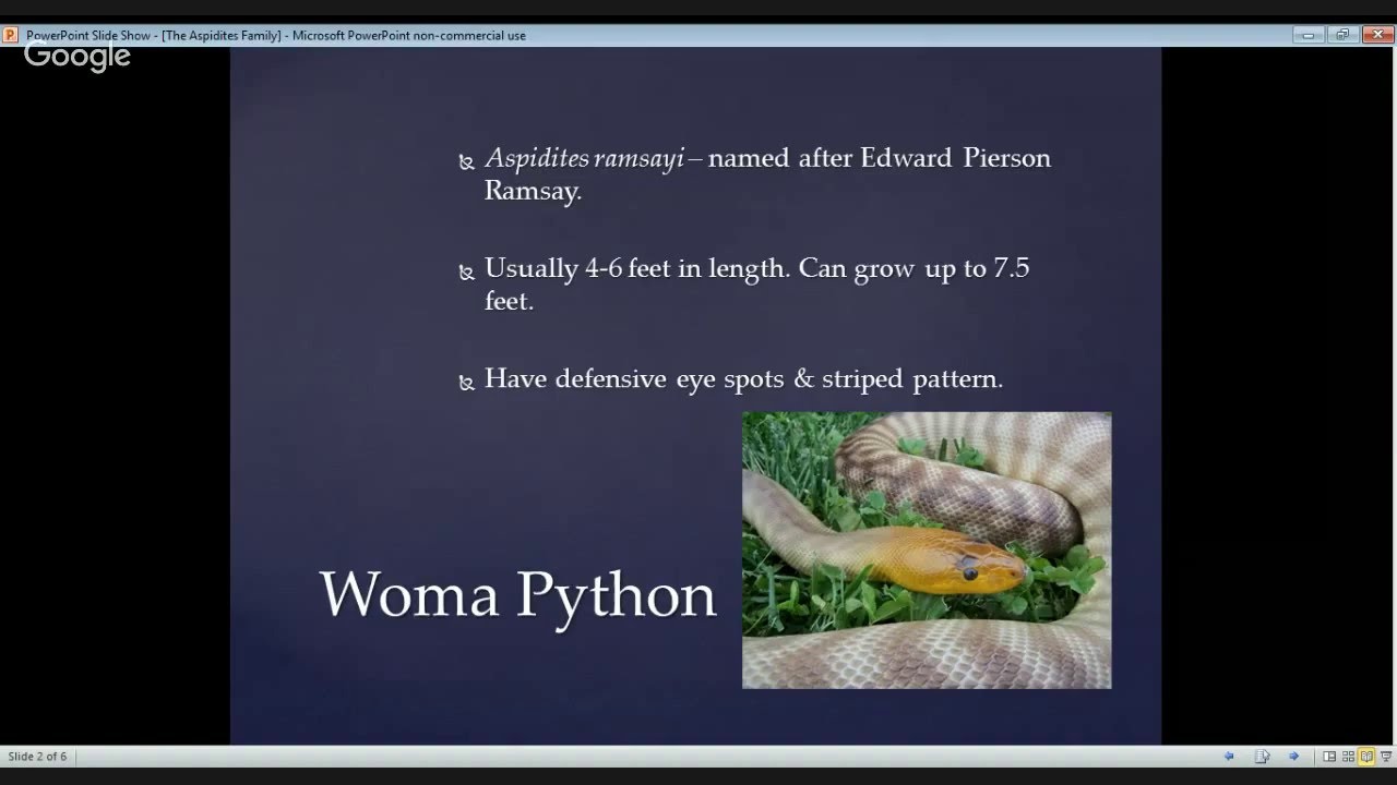 Woma & Black-Headed Pythons - YouTube