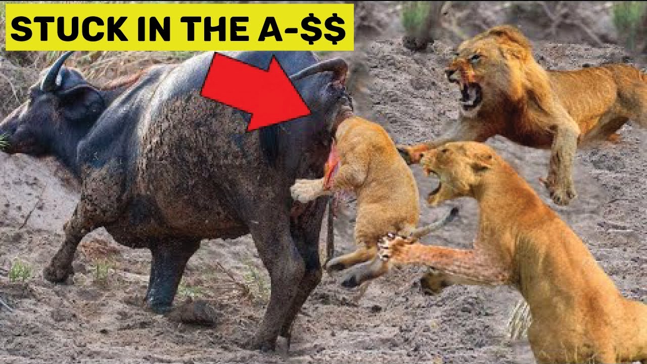 10 Times Animals Messed With The Wrong Opponent ! - YouTube
