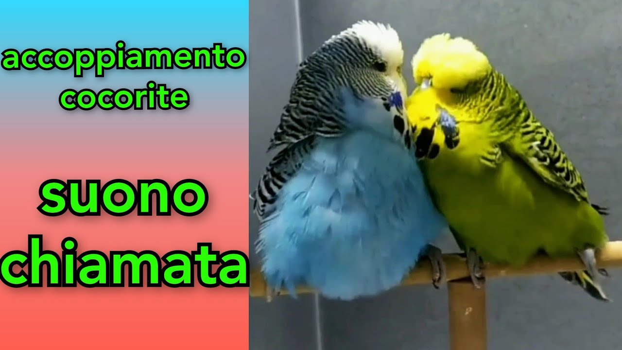 accoppiamento cocorite/suono chiamata/cocorite/pappagallini/canto ...