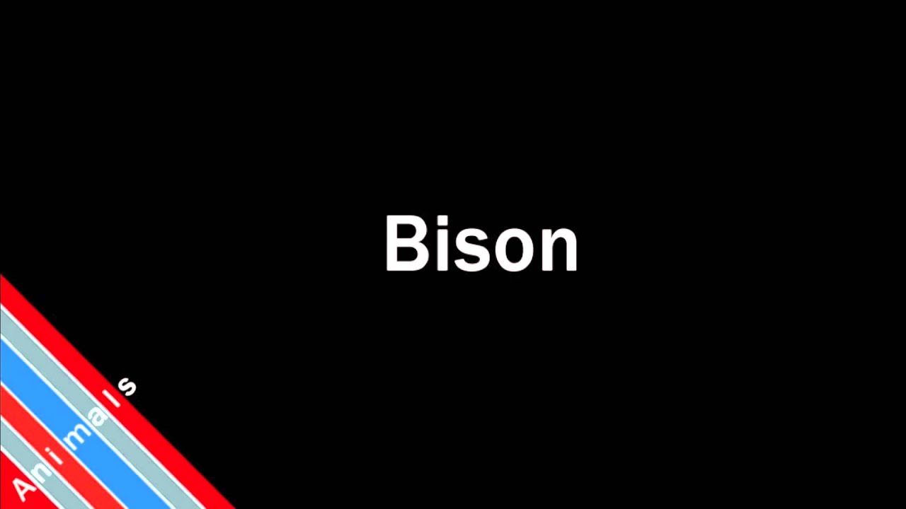 How to Pronounce Bison - YouTube