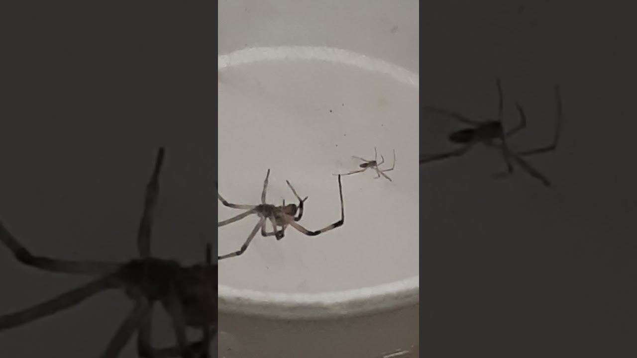 spider vs spider - YouTube