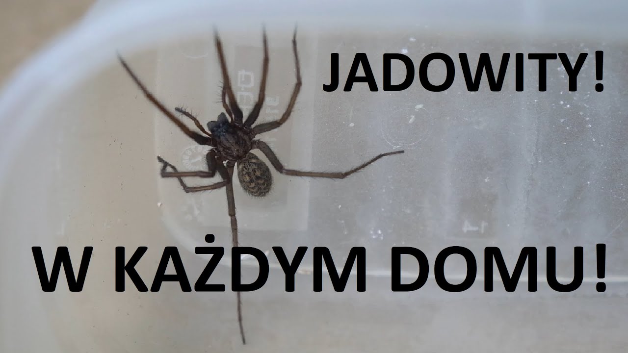 KĄTNIK - Wielki pająk w KAŻDYM DOMU + karmienie - YouTube