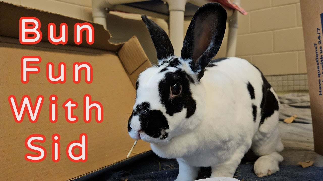 Bun Fun With Sid - YouTube